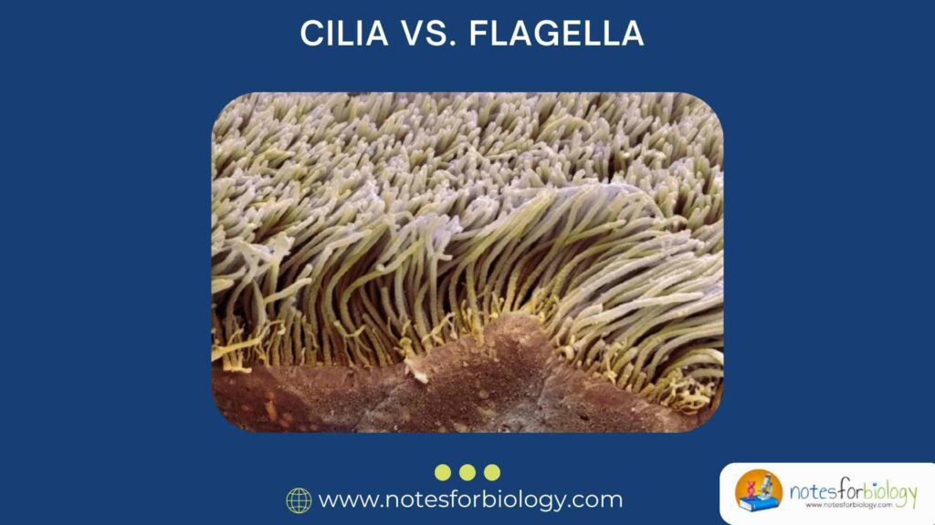 Major histocompatibility complex (MHC): structure, types...