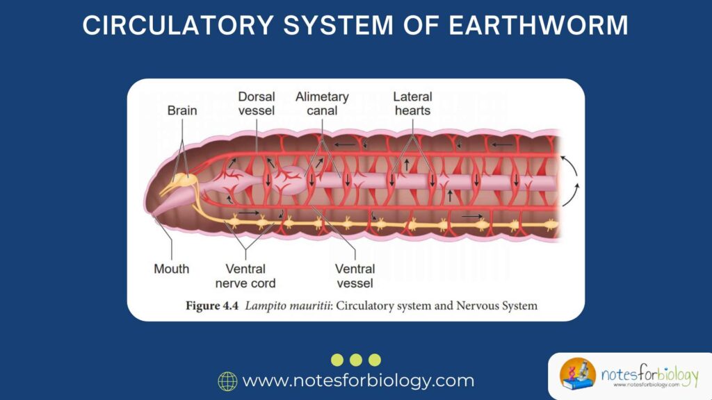 Connective tissue: characteristics, functions and types