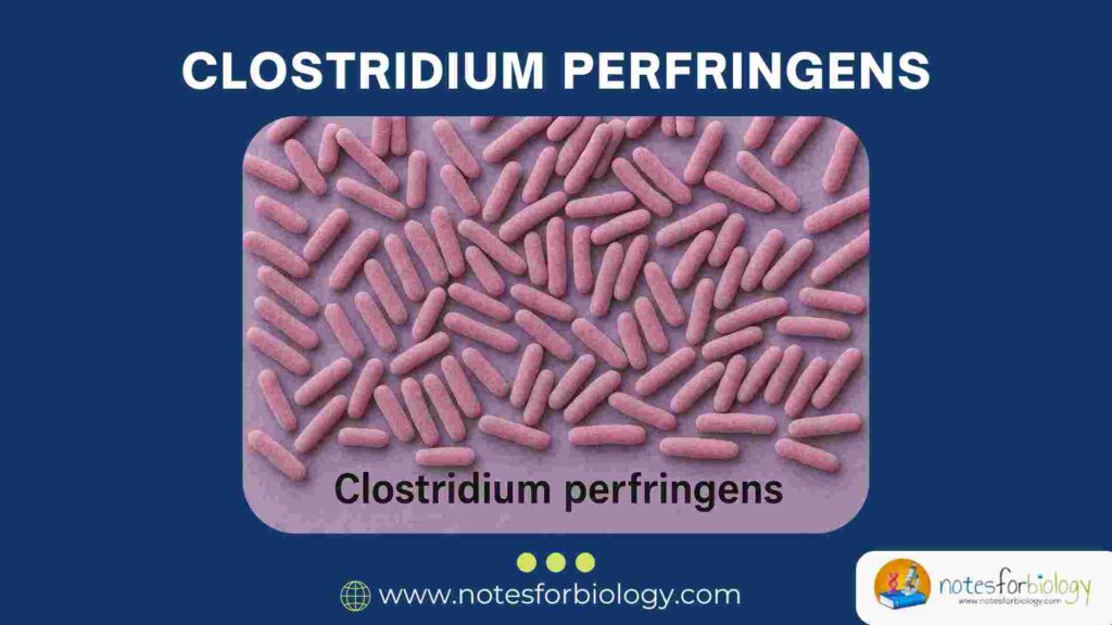 Chocolate Agar - Best Biology Notes, Reference, Articles