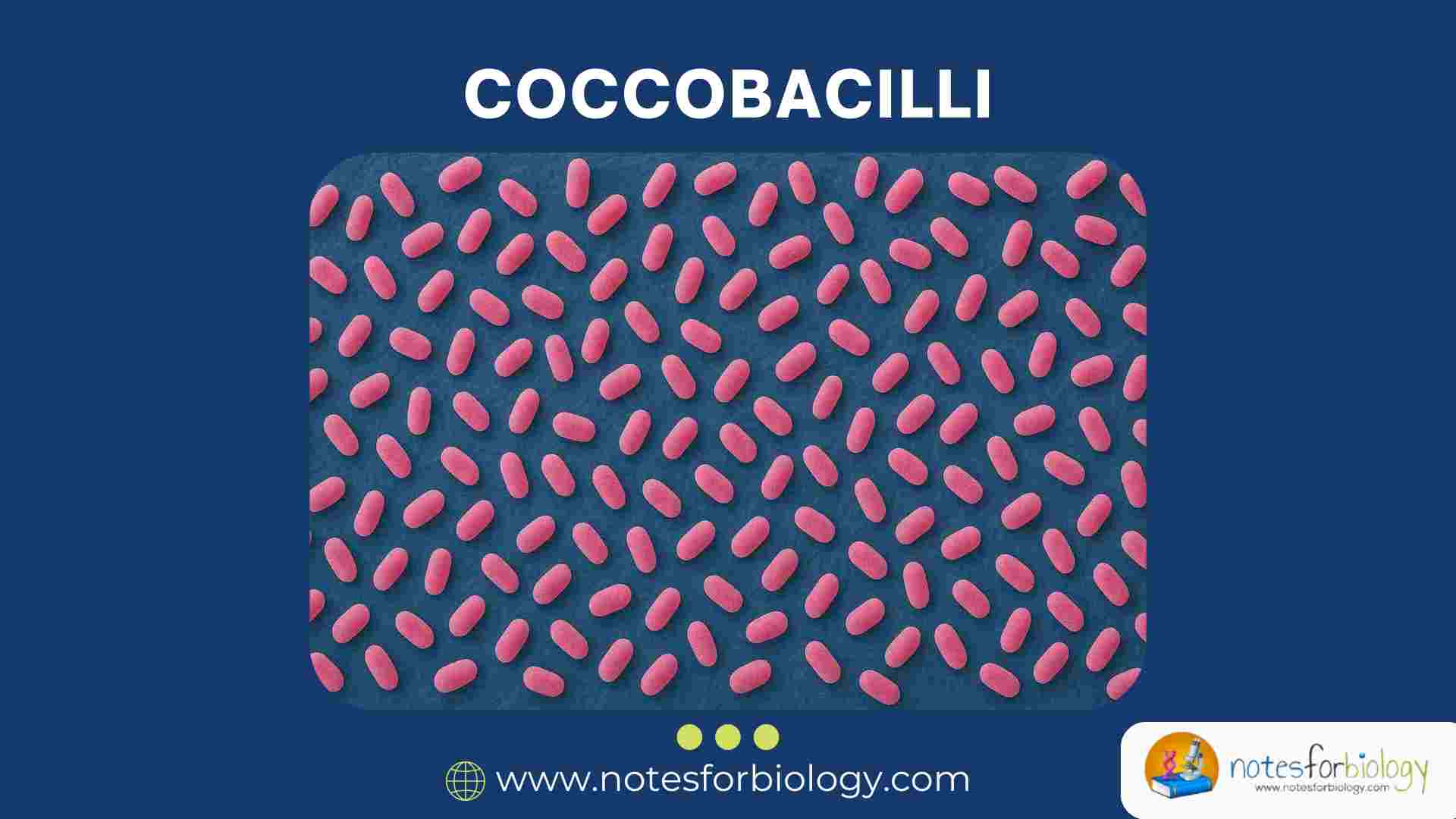Coccobacilli: Characteristics and Common Examples