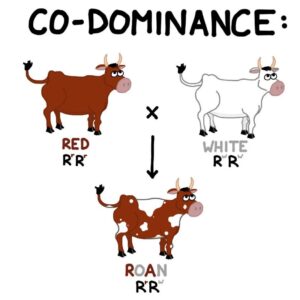 Codominance - Best Biology Notes, Reference, Articles