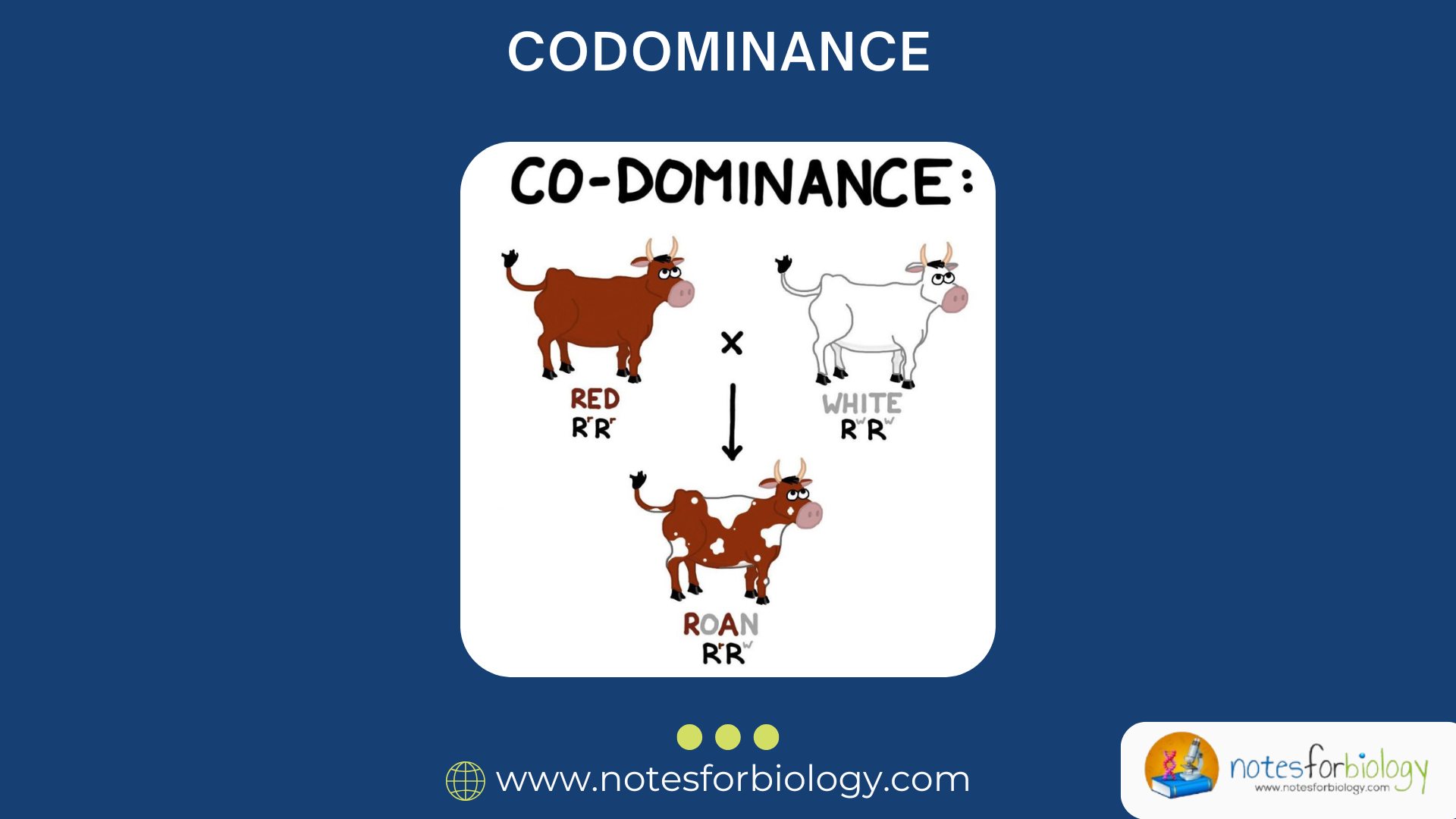 Codominance - Best Biology Notes, Reference, Articles