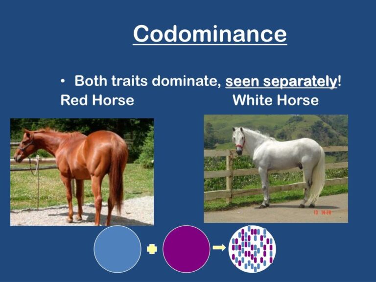 Codominance - Best Biology Notes, Reference, Articles