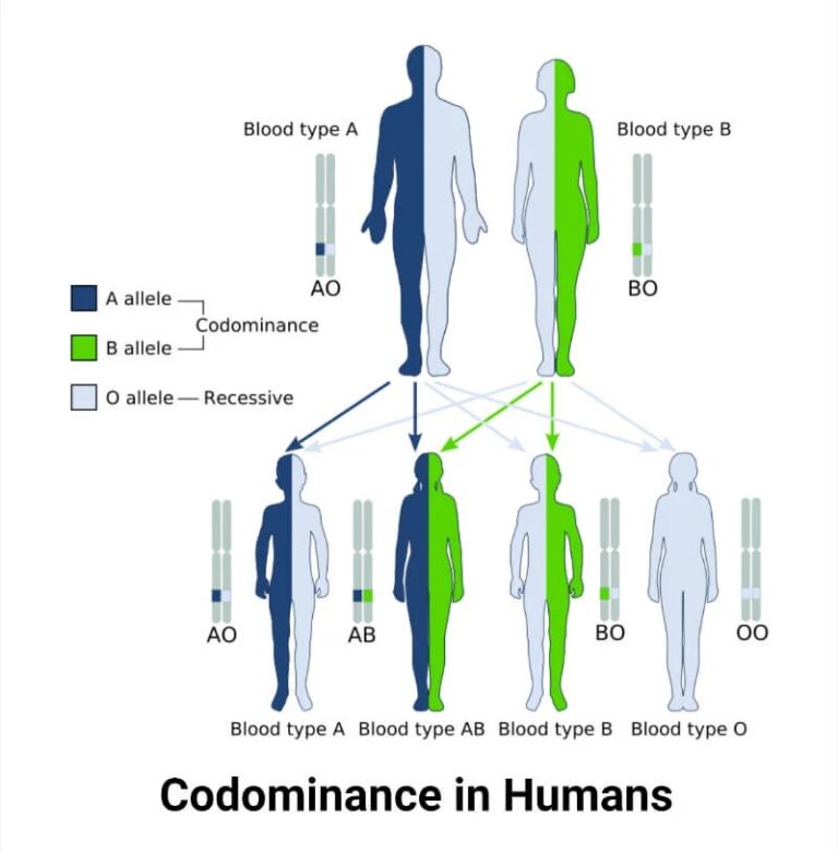 Codominance - Best Biology Notes, Reference, Articles