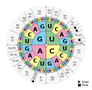 Codons Chart and Table of Amino Acids - Best Biology Notes