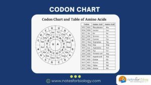 Codons Chart and Table of Amino Acids - Best Biology Notes