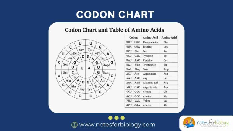 Codons Chart and Table of Amino Acids - Best Biology Notes