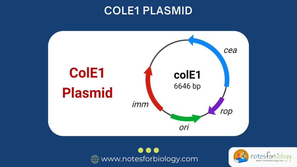 Bacterial Flagella: Structure, Types, and Function - Best