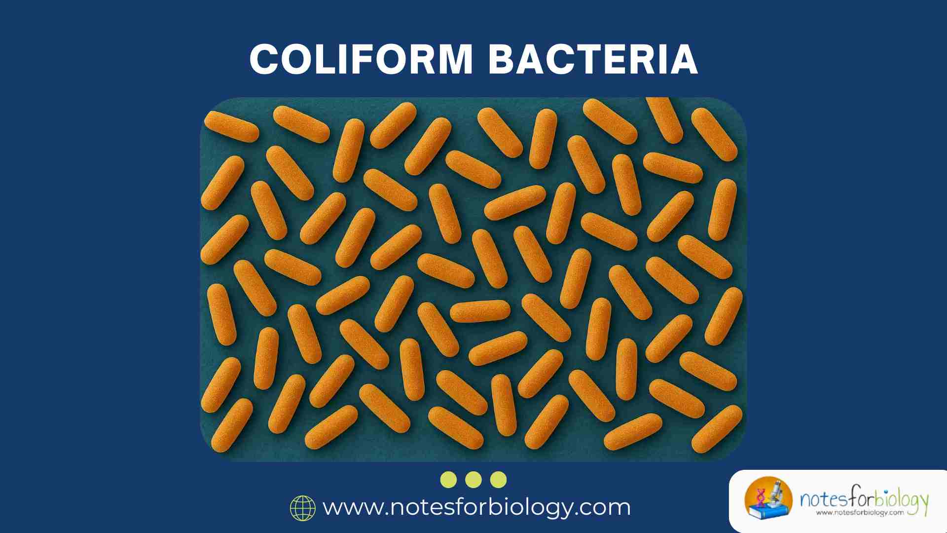 Coliform Bacteria Characteristics Examples Identification