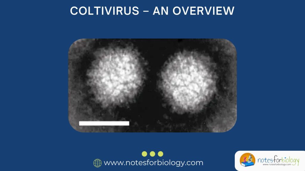 Cladogram: Features, Parts, Examples (vs. Phylogram)
