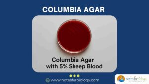 Columbia Agar with 5% Sheep Blood- Composition Best Notes