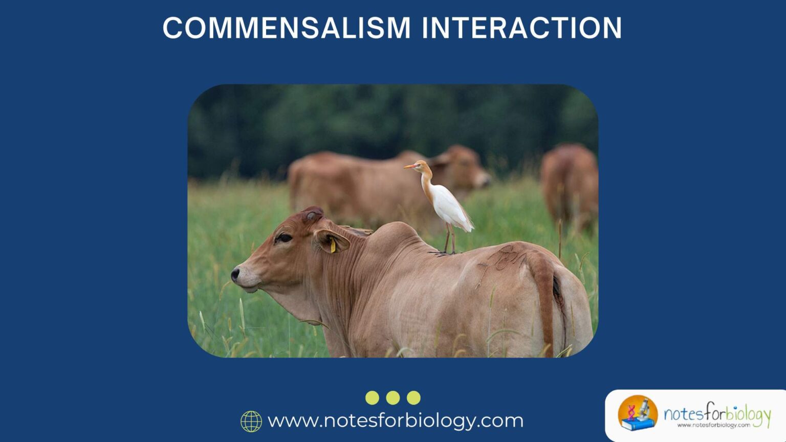 Commensalism Interaction - Best Biology Notes, Reference,...