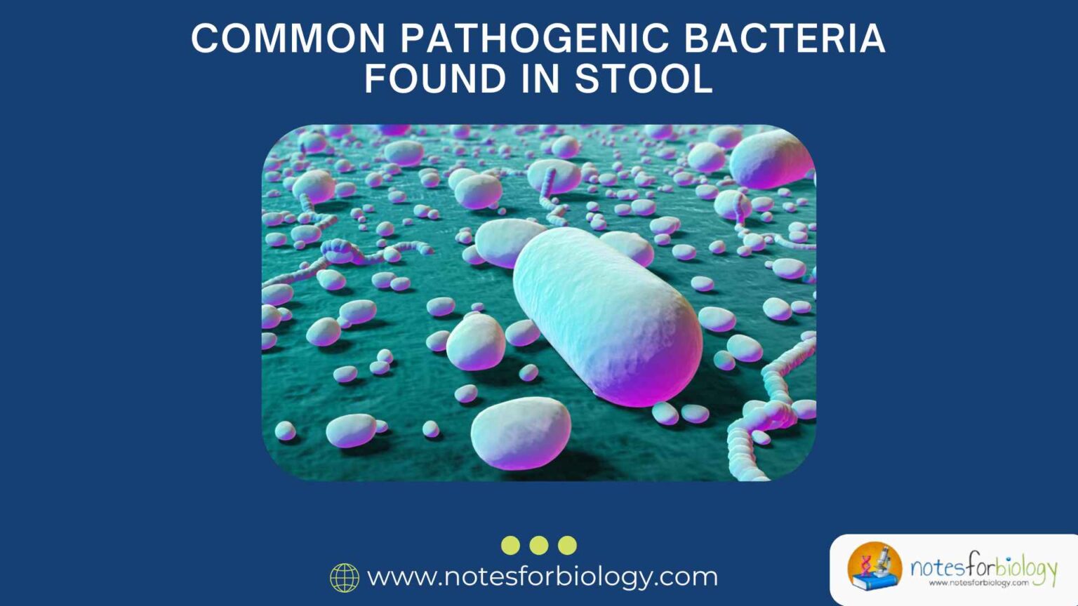 Common Pathogenic Bacteria Found In Stool Best Biology