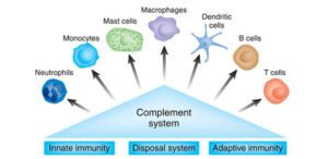 Complement Components - Best Biology Notes, Reference,...