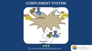 Complement System - Best Biology Notes, Reference, Articles