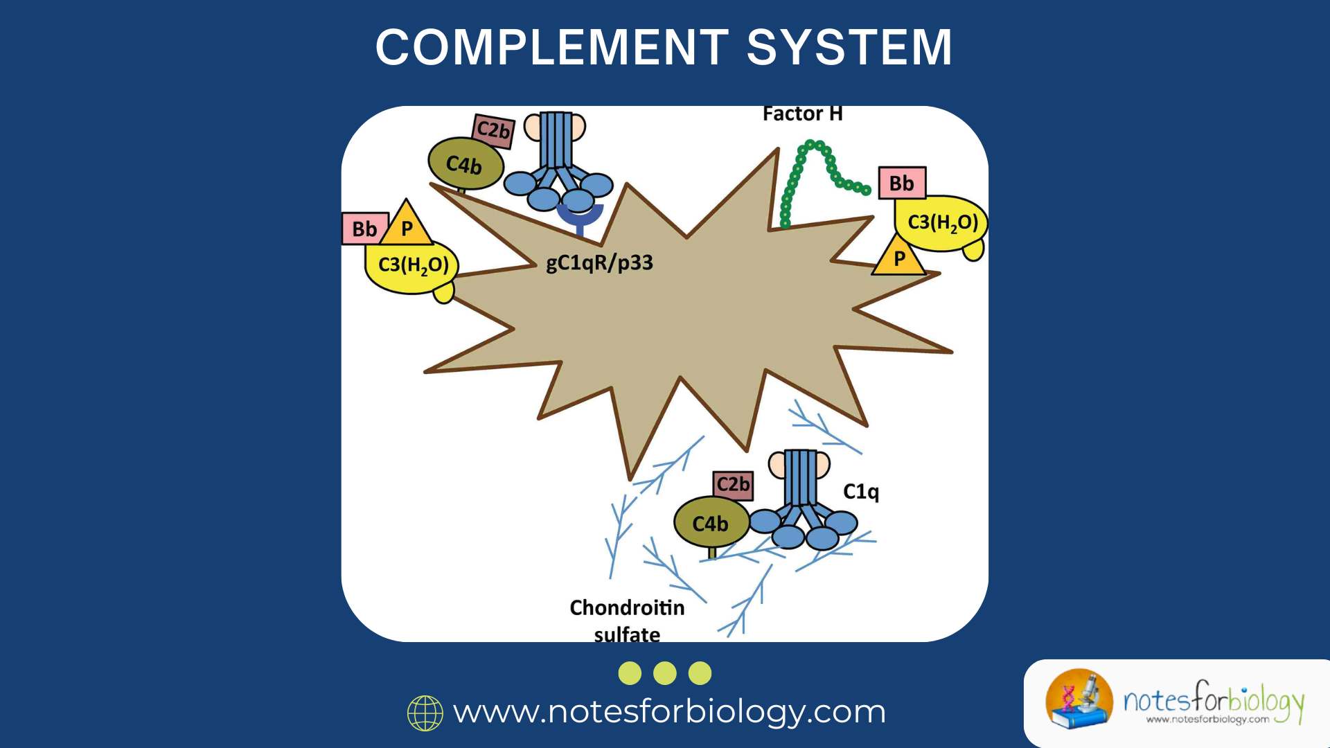Complement System - Best Biology Notes, Reference, Articles