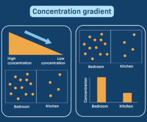 Concentration Gradient - Best Biology Notes, Reference,...