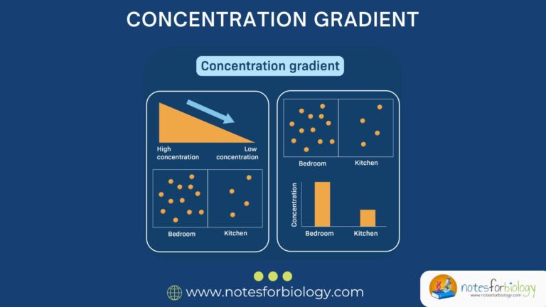 Concentration Gradient - Best Biology Notes, Reference,...