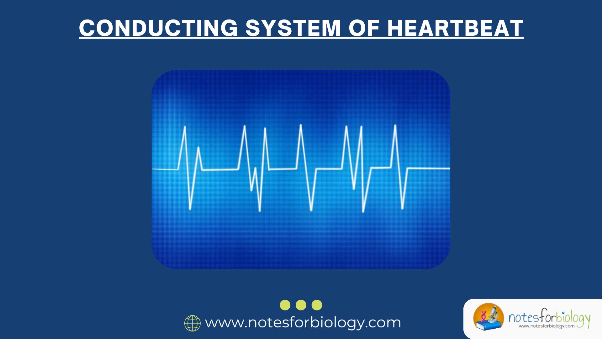 Conducting System of Heartbeat - Best Biology Notes,...