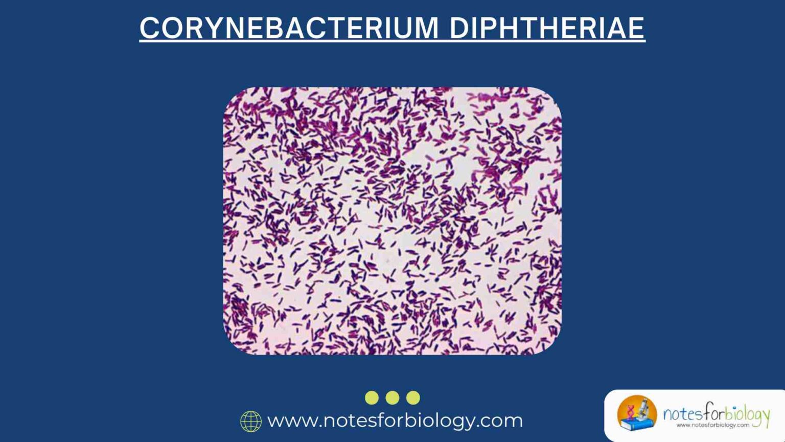 Corynebacterium diphtheriae - Best Biology Notes,...