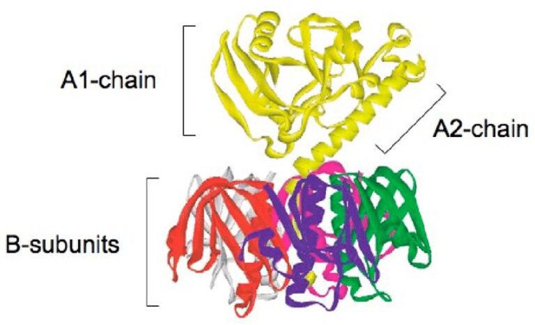 Enterotoxigenic E. coli (ETEC) - Best Biology Notes,...