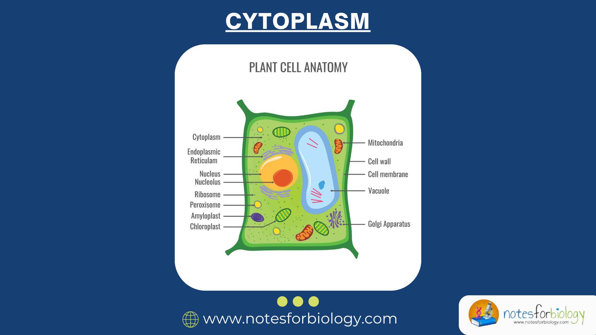 Cytoplasm - Best Biology Notes, Reference, Articles