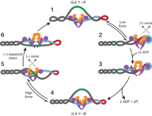 DNA Replication - The Molecular Mechanism Best Biology Notes