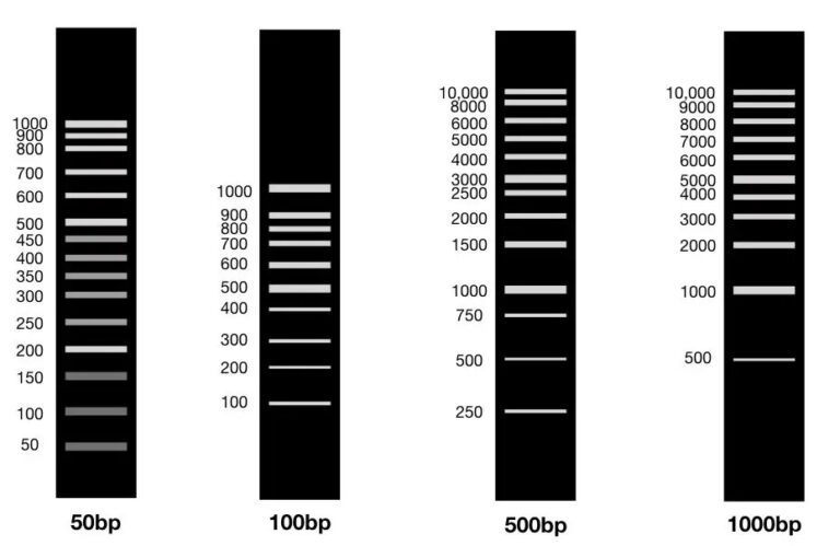 DNA Ladders - Best Biology Notes, Reference, Articles
