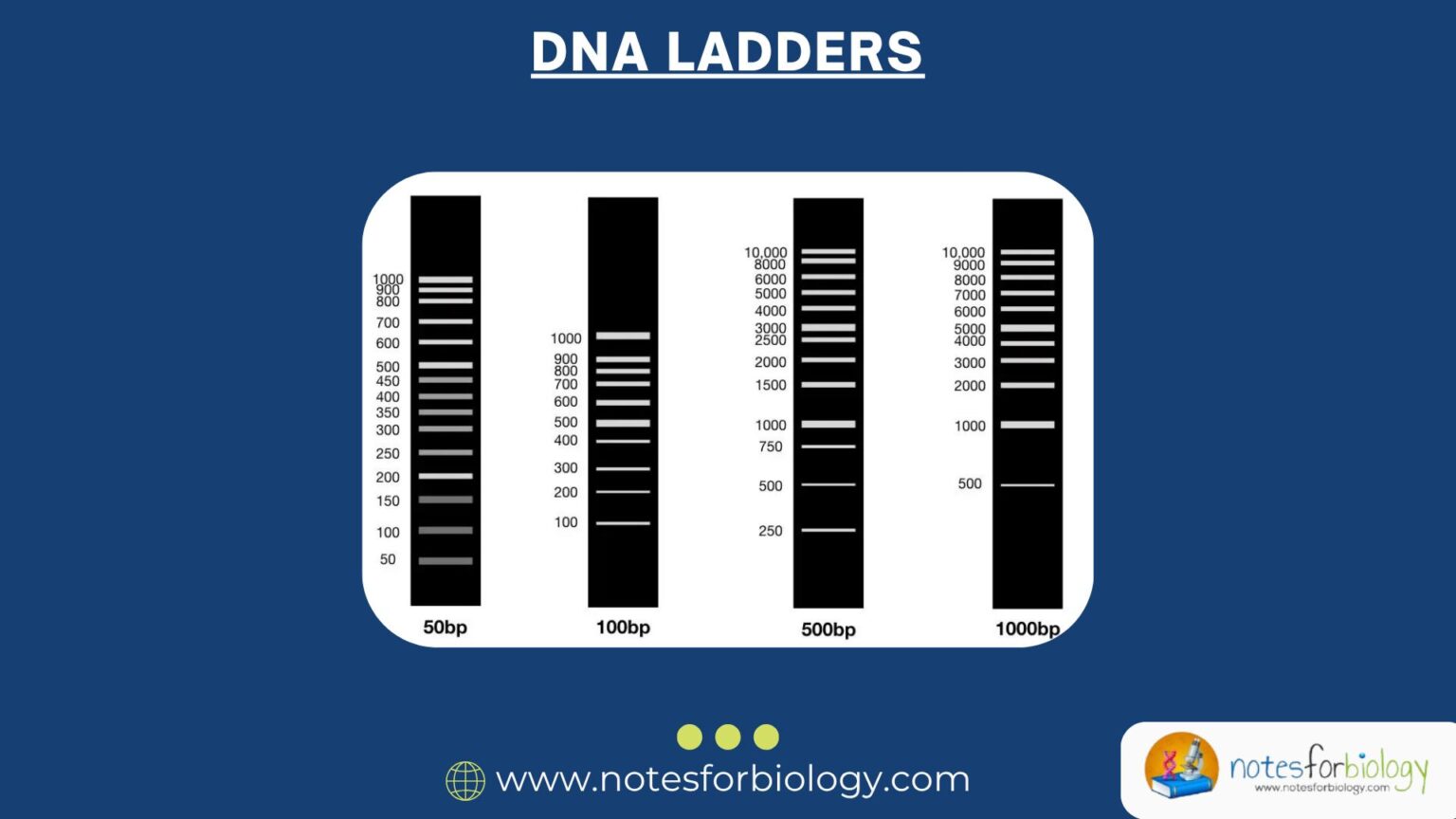 DNA Ladders - Best Biology Notes, Reference, Articles