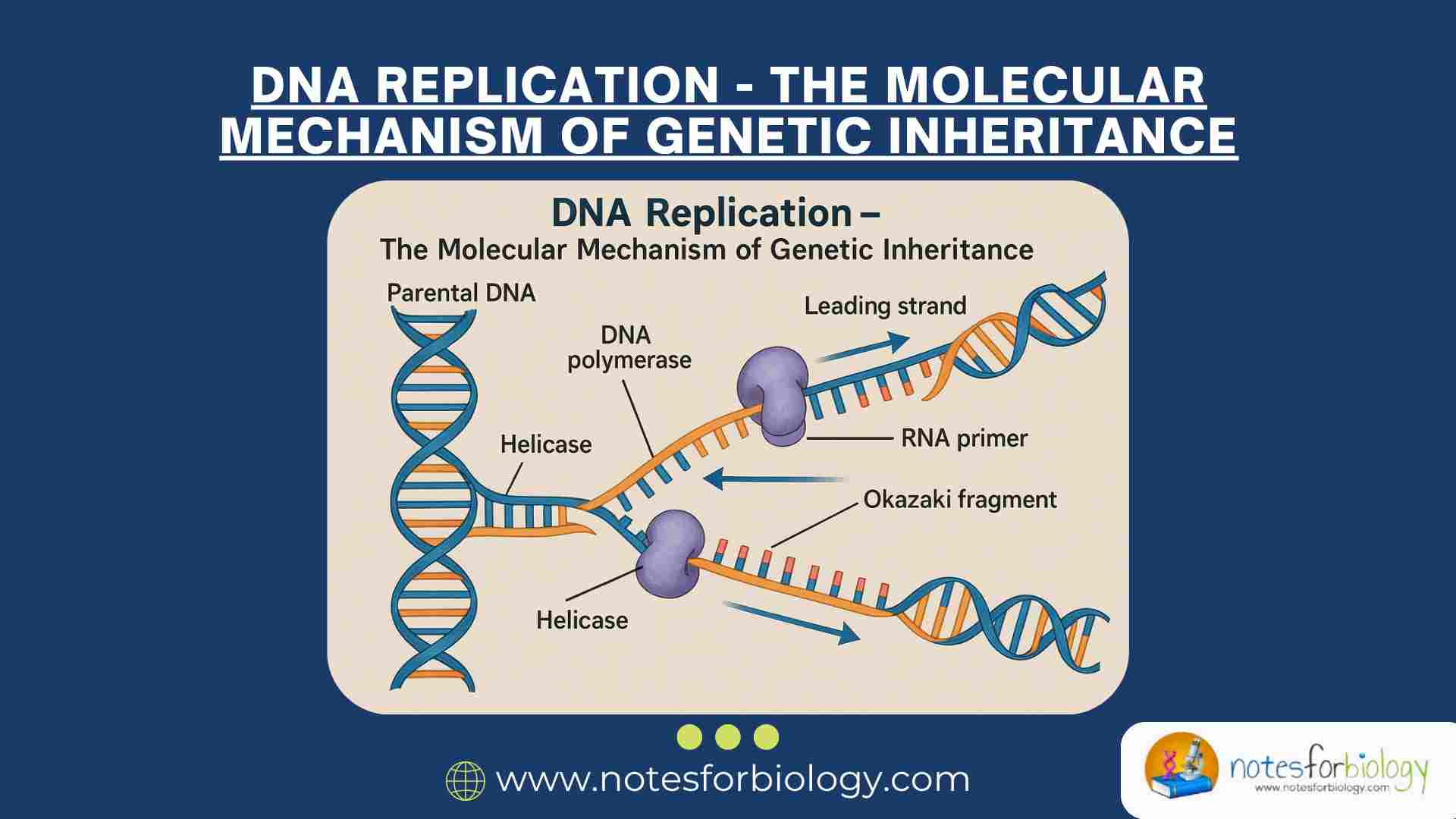DNA Replication - The Molecular Mechanism Best Biology Notes