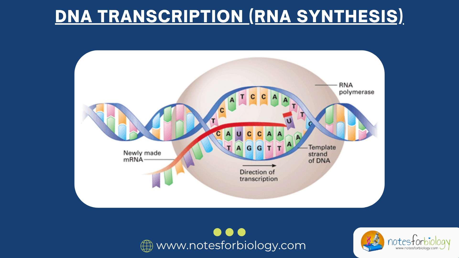 DNA Transcription (RNA Synthesis) - Best Biology Notes,...