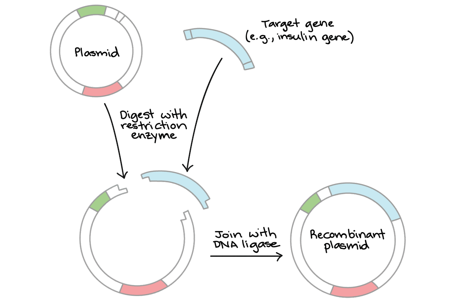 Gene cloning-Steps involved in gene cloning - Best...