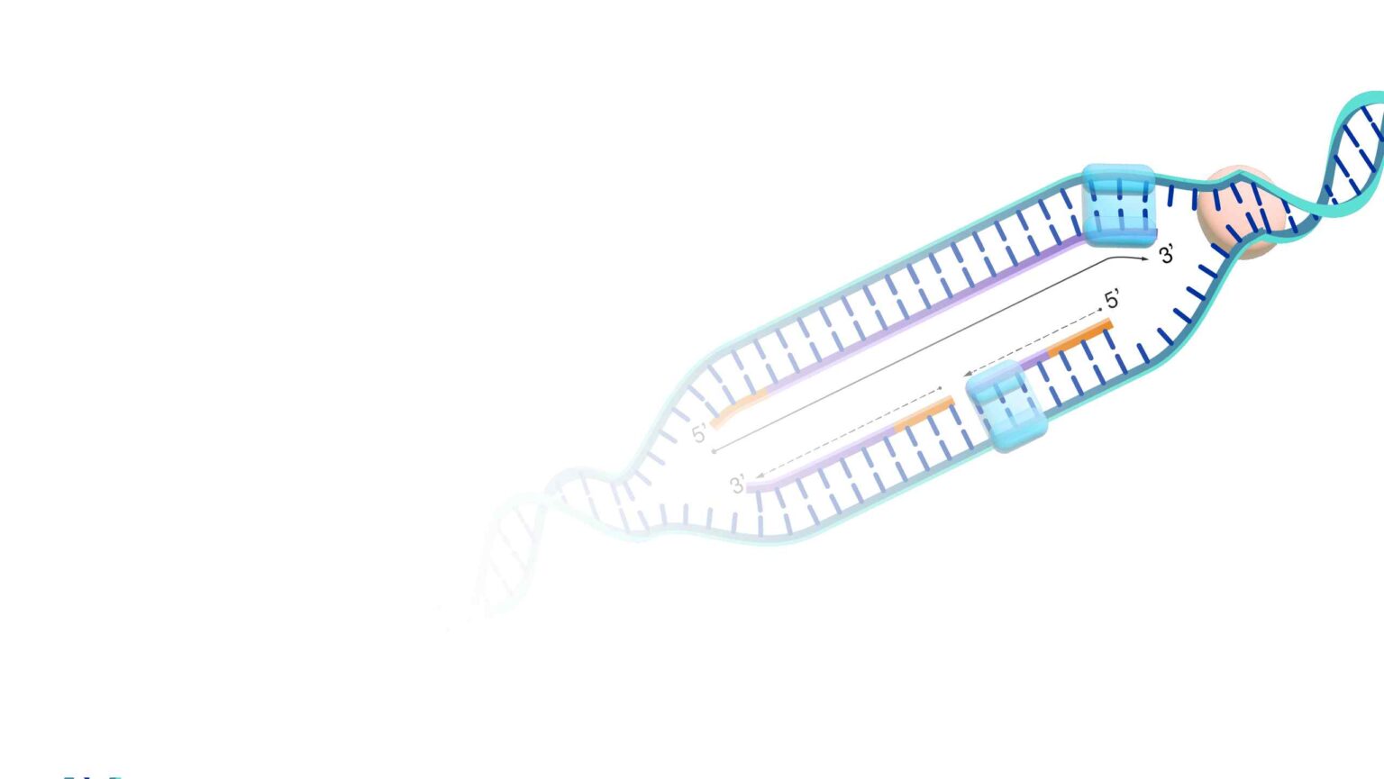 Central Dogma- Replication, Transcription, Translation