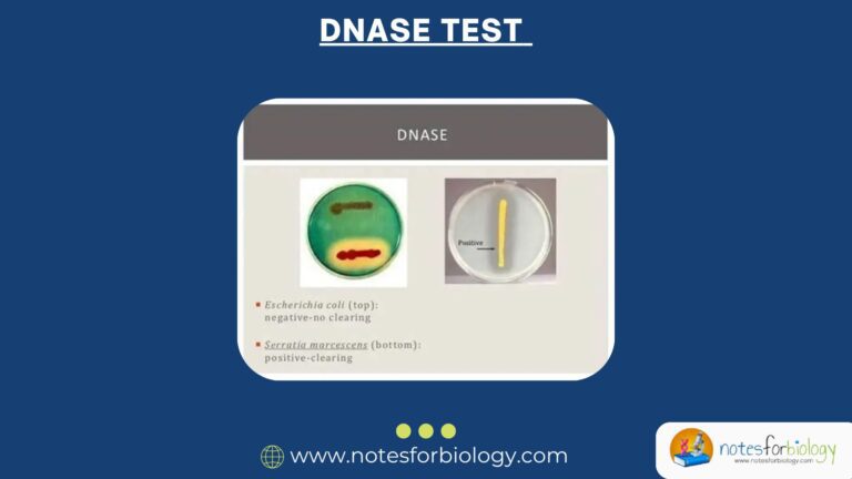 DNase Test - Best Biology Notes, Reference, Articles