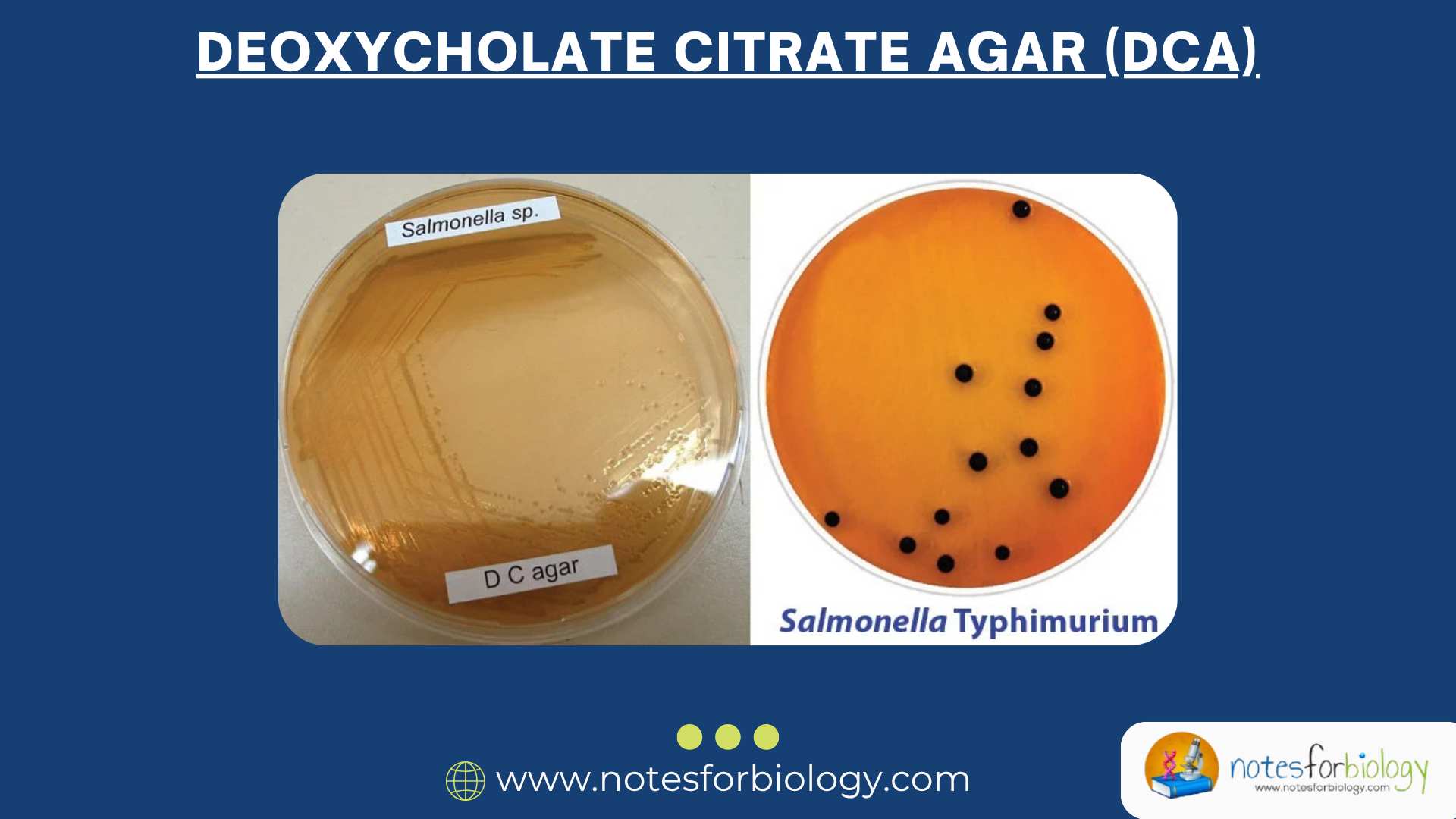 Deoxycholate Citrate Agar (DCA) - Best Biology Notes,...