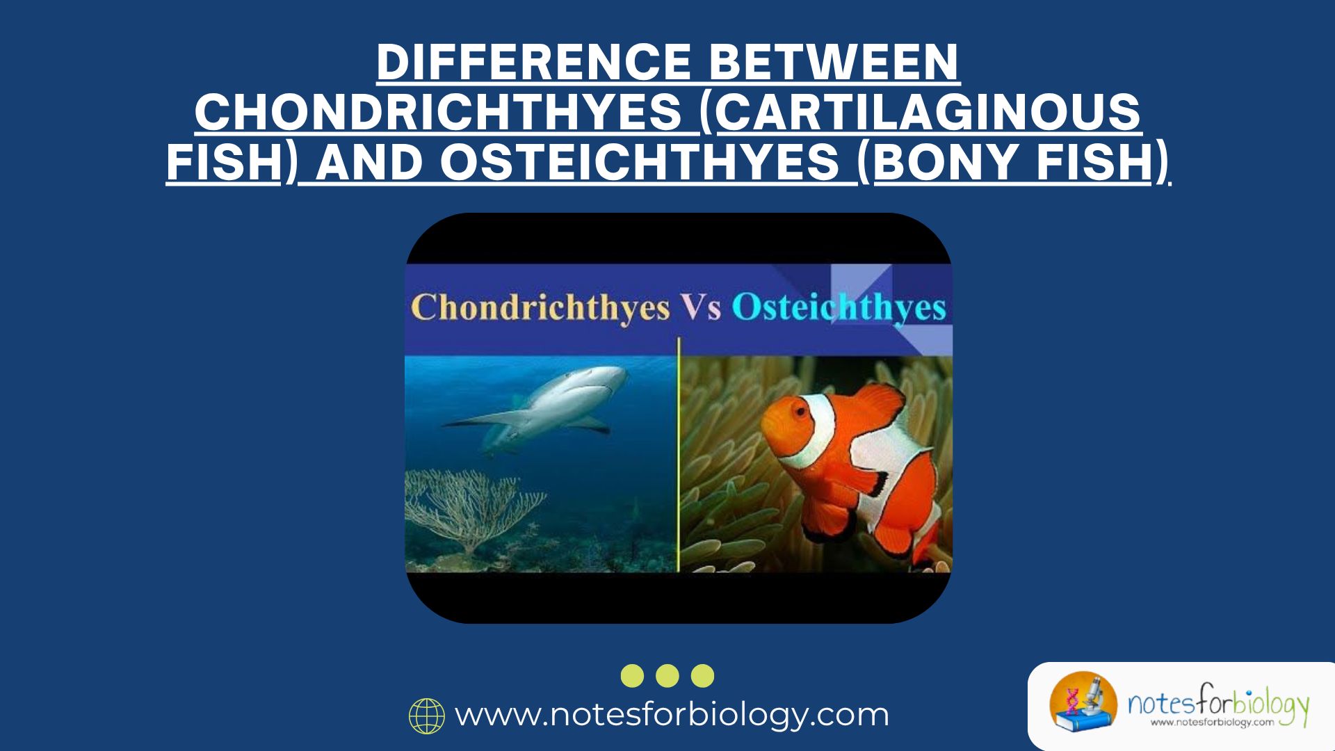 Chondrichthyes and Osteichthyes difference between - Best