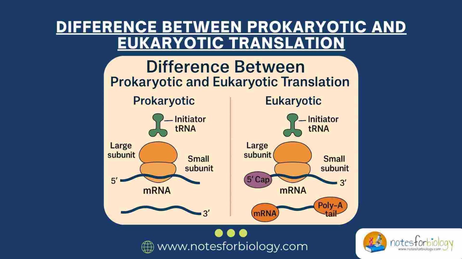 Eukaryotic Translation Vs Prokaryotic Translation Best Notes