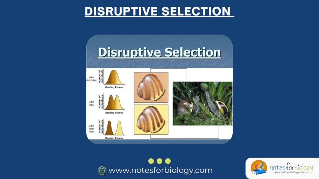 Disruptive Selection - Best Biology Notes, Reference,..