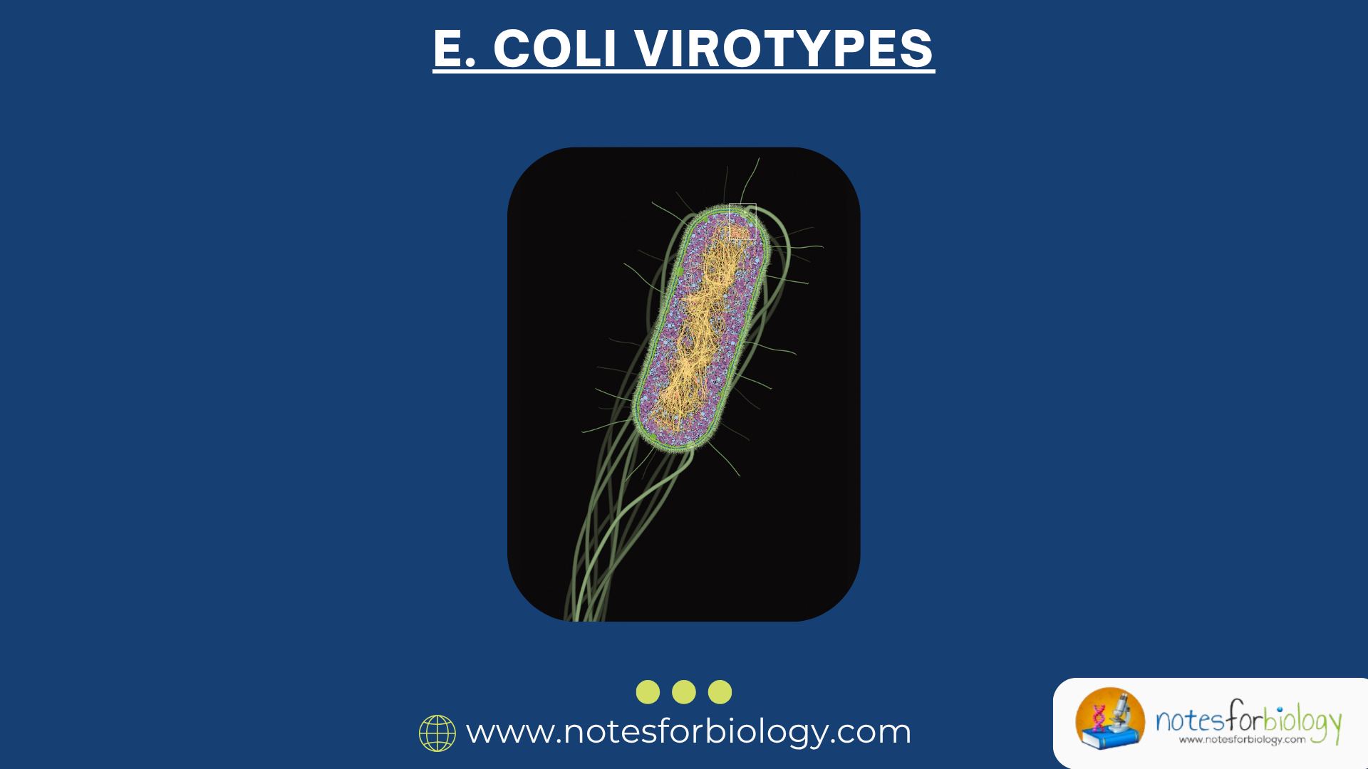 E. coli Virotypes - Best Biology Notes, Reference, Articles