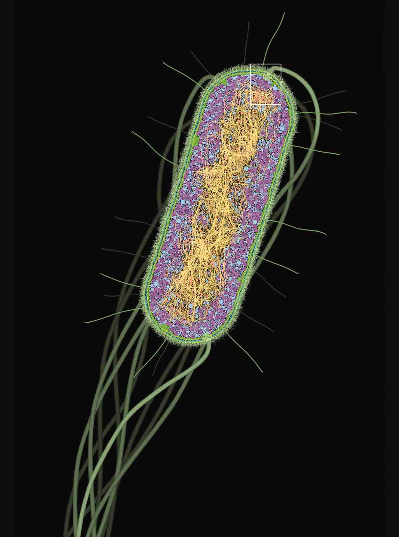 E. coli Virotypes - Best Biology Notes, Reference, Articles
