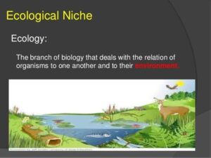 Ecological Niche - Best Biology Notes, Reference, Articles