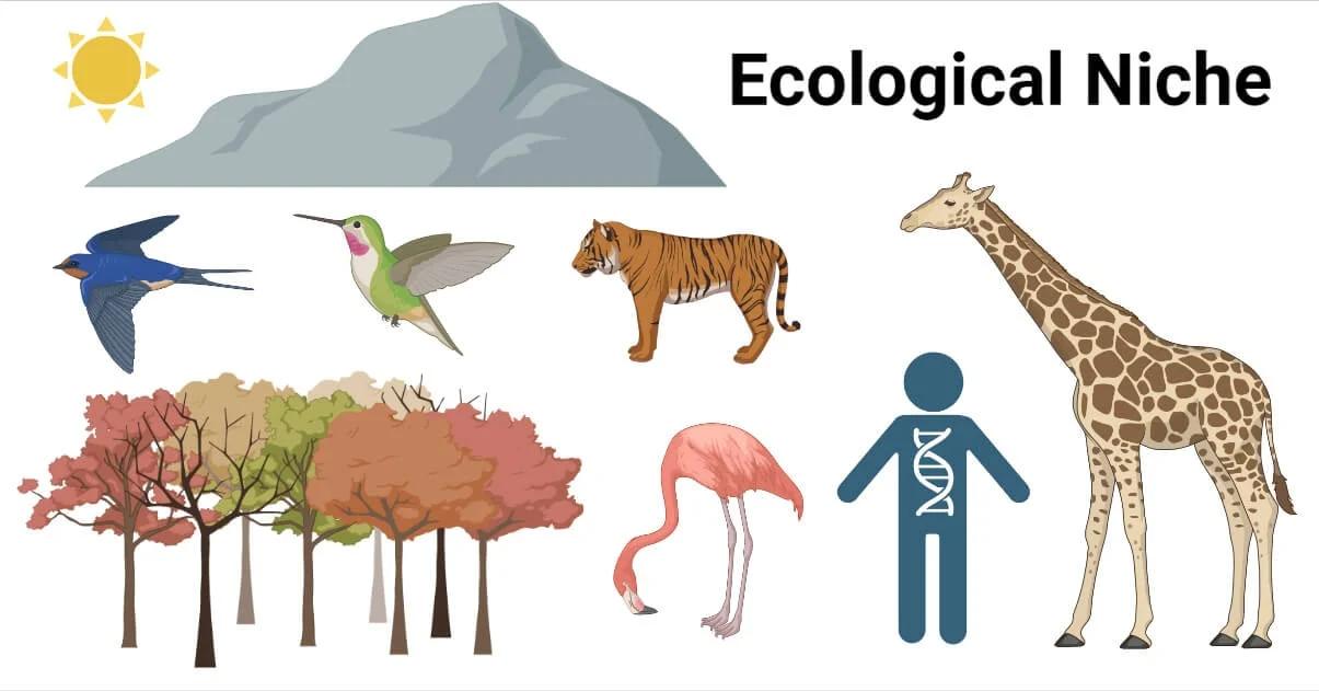 Ecological Niche - Best Biology Notes, Reference, Articles