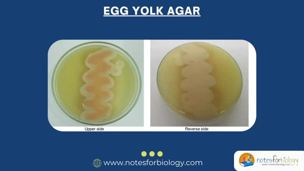 Cephalosporin: structure, classification, clinical use...