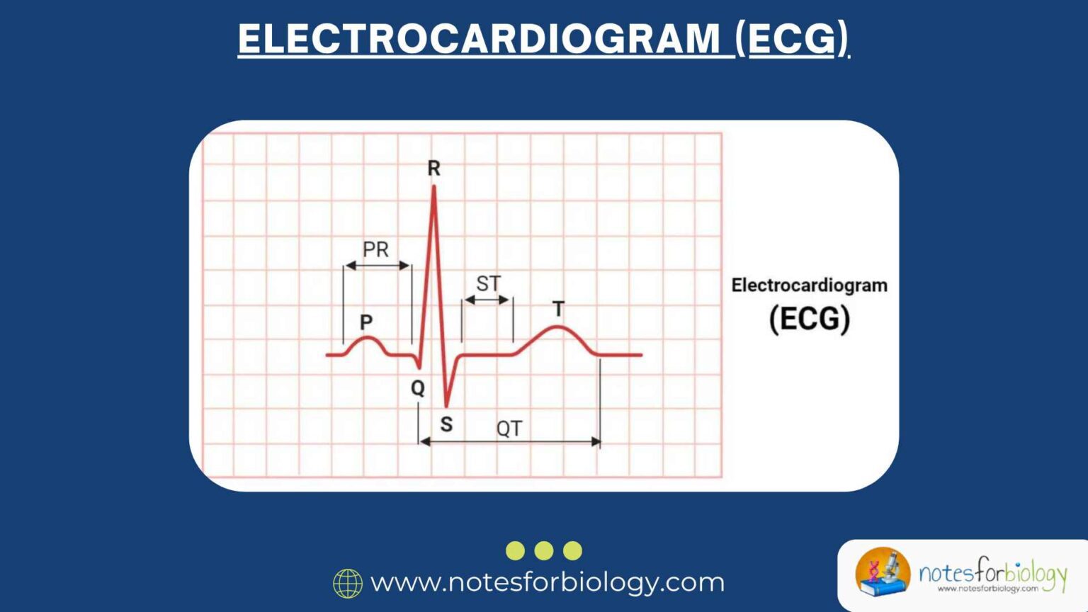 Electrocardiogram (ECG) - Best Biology Notes, Reference,...