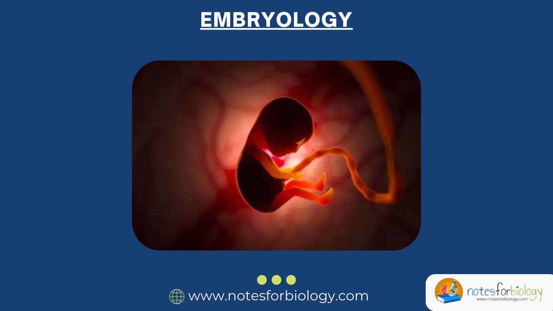 Embryology - Best Biology Notes, Reference, Articles