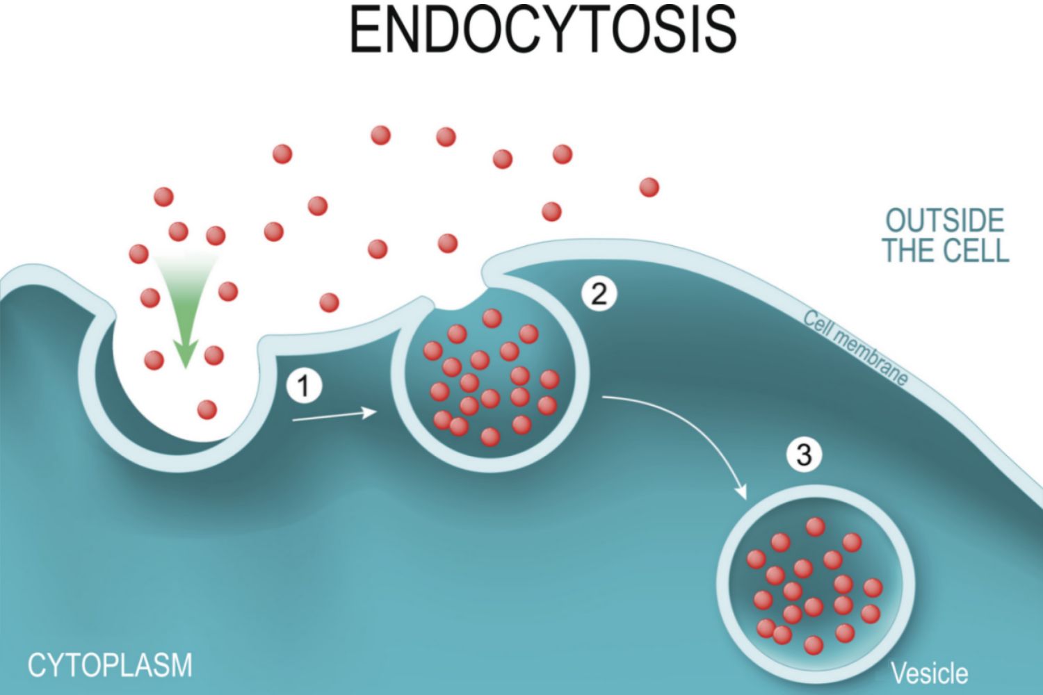 Endocytosis - Best Biology Notes, Reference, Articles