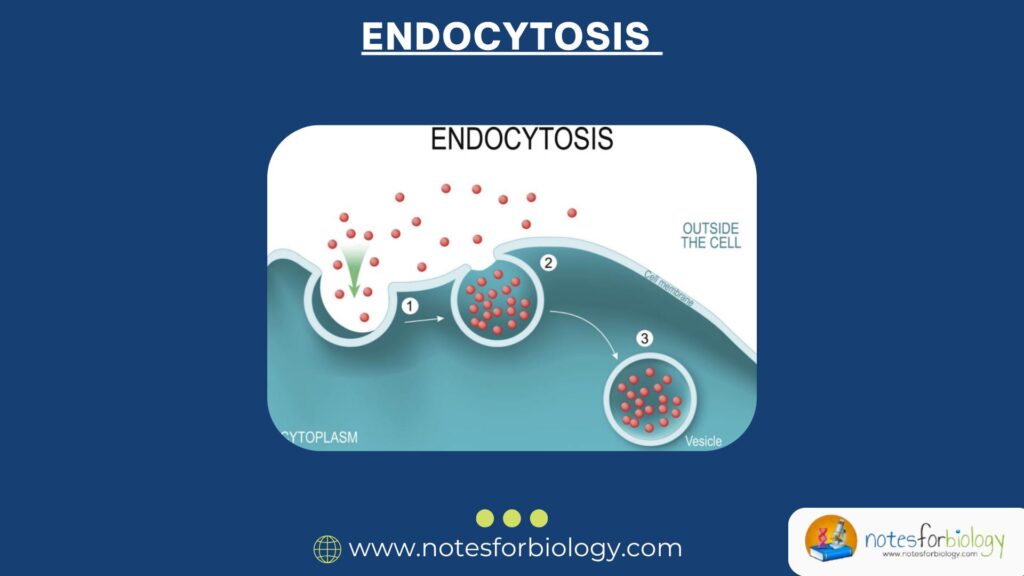 Endocytosis - Best Biology Notes, Reference, Articles