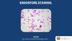 Endospore Staining - Best Biology Notes, Reference, Articles