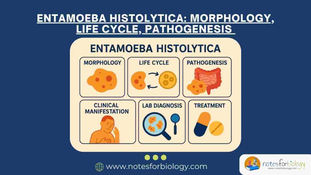 Entamoeba histolytica: Morphology, life cycle, Pathogenesis