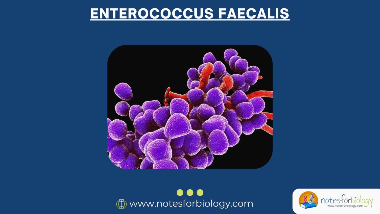 Enterococcus faecalis - Best Biology Notes, Reference,...